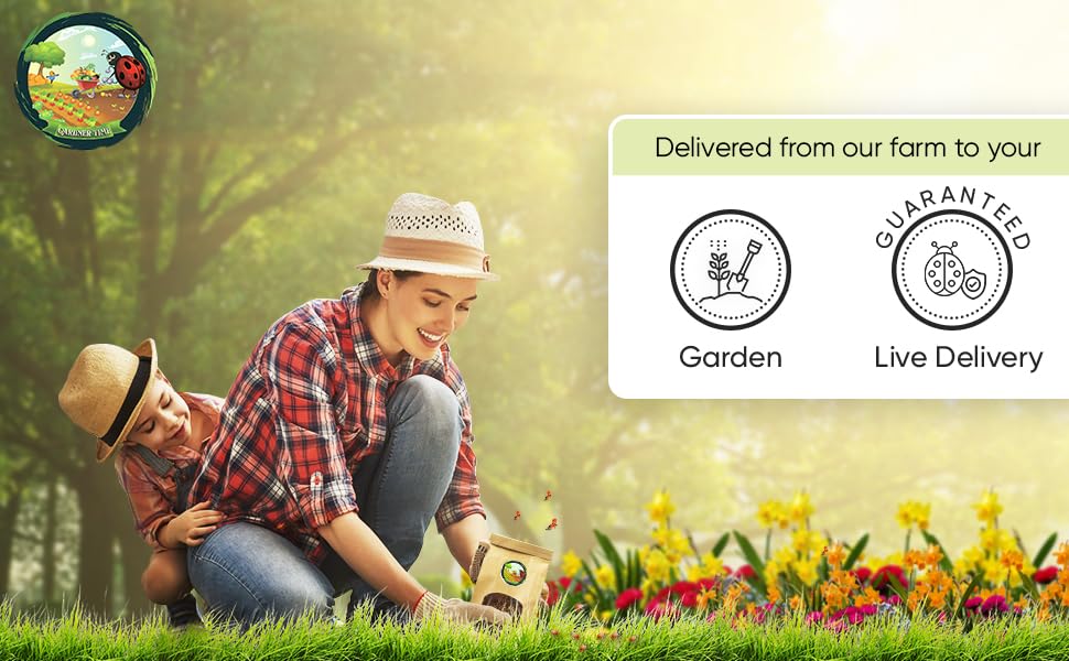 1500 Live Ladybugs - Good Bugs for Garden - Ladybugs - Guaranteed Live Delivery