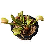 Adult Sized Venus Flytrap - Fly Trap - (Dionaea Muscipula) Carnivorous Plant 3 inch Pot