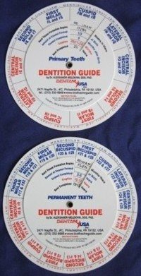 5 Dentition (Tooth Eruption) Guides/Practitioner and Dental Student Exam Study