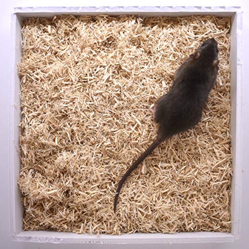 MiceDirect 20 Small Rats: Fresh Fast Frozen Food for Corn Snakes, Ball Pythons, Lizards