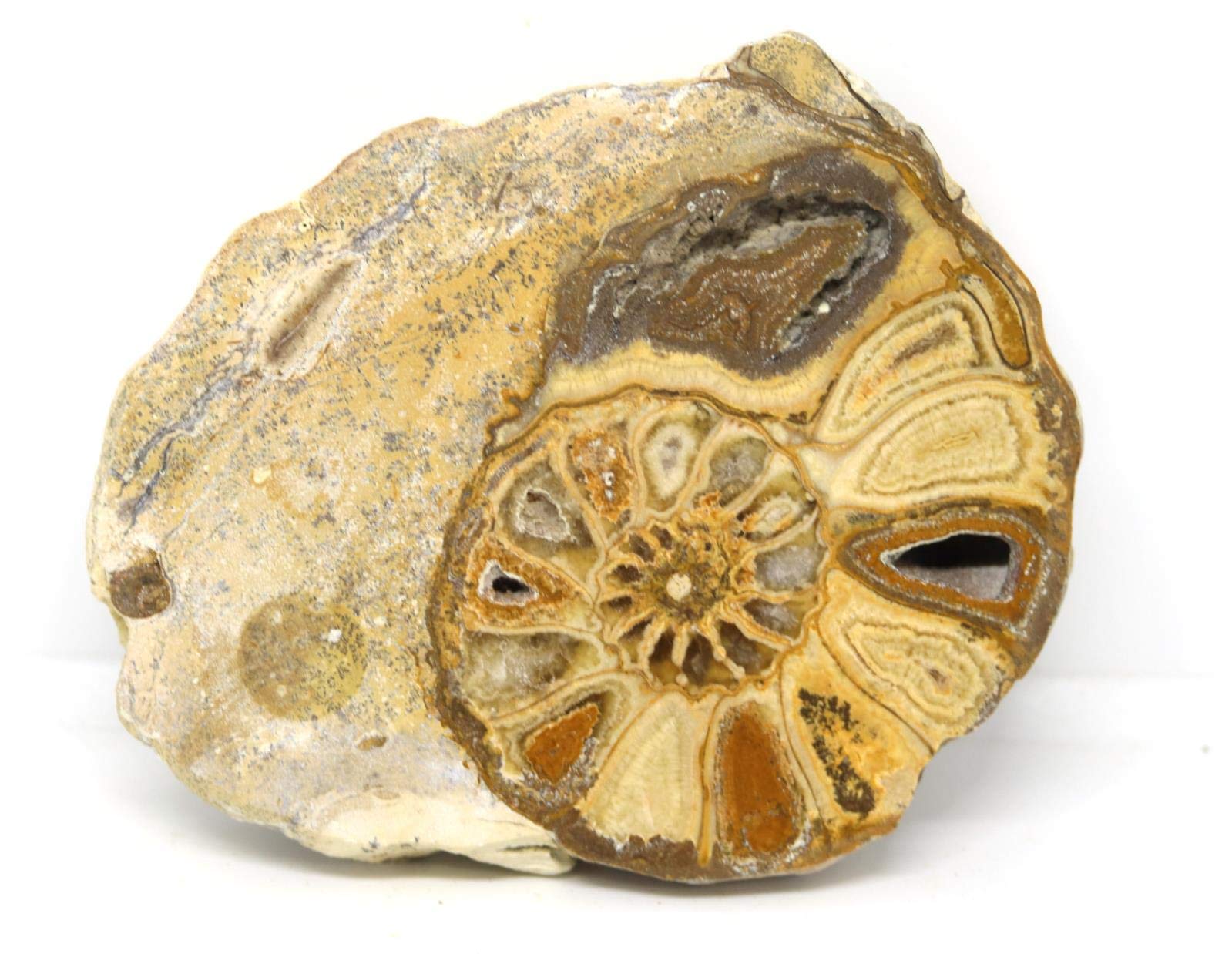 Ammonite Acanthoceras Split Polished Fossil Texas 96 MYO w/Label #16254 29o