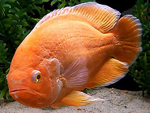 Albino Red Oscar