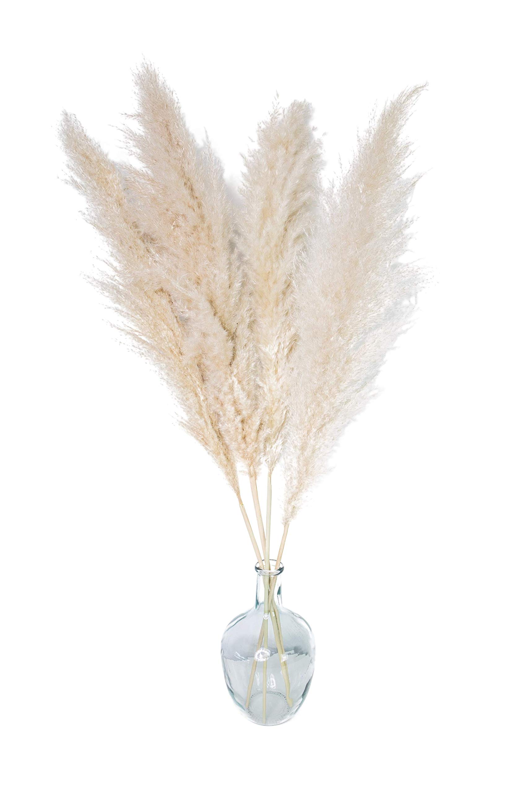 48" Extra Large Pampas Grass Stems Beige- 4 Pampas Stems - Tall-Pampas Grass for Floor Vase - Wedding Decoration