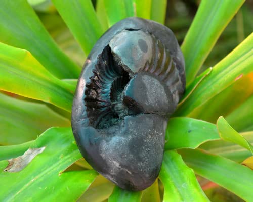2.25"X4"Shri Laxmi Narayan Shaligram, Rare & Special One Piece, Religious Gifts, Saligram Stone - Gandaki River -I-6051