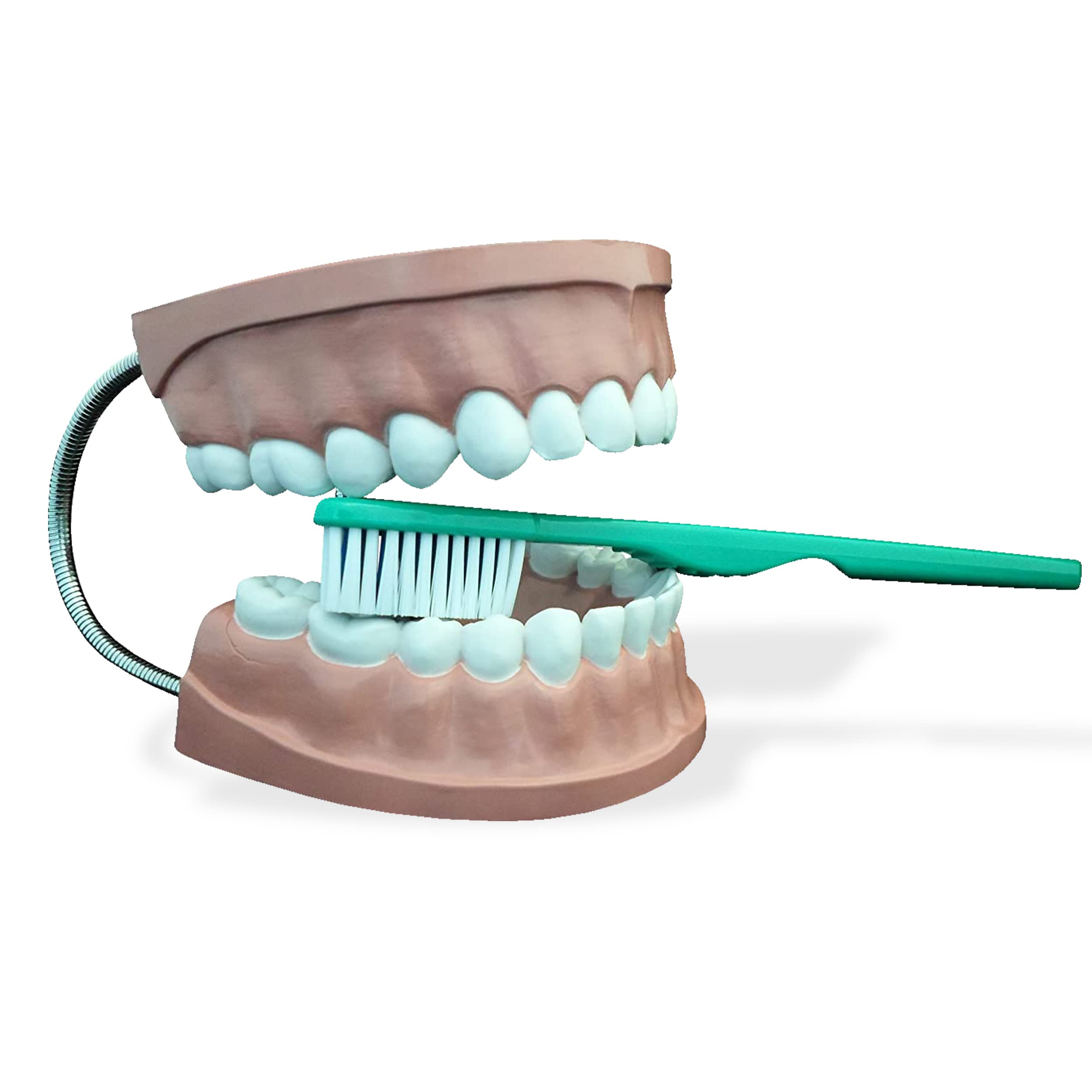 Ajax Scientific - Dental Care Mouth Model, Fake Teeth, Dental Hygiene Toy - with Giant Toothbrush - Plastic - 6 x 4.5 x 5 inches