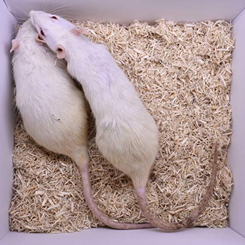 MiceDirect 5 Large Rats: Fresh Fast Frozen Food for Corn Snakes, Ball Pythons, Lizards