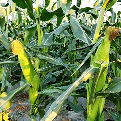 200 pcs "Peaches and Cream" Bi-Color Sweet Corn Seeds, Non GMO & Heirloom Seeds, Peaches & Cream Zea Mays Seeds