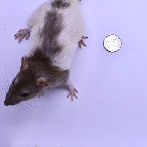 MiceDirect Frozen Rat Combo Feeder Rats 10 Larges & 10 Jumbos Adult Red Tail Boas Burmese Python
