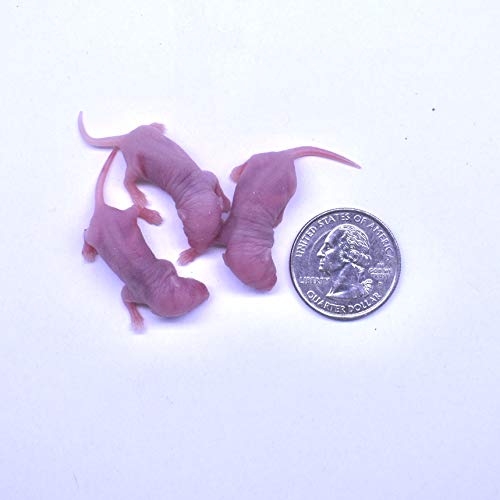 MiceDirect Frozen Pinkie Feeder Mice Food for Corn Snakes Ball Pythons Lizards (25 Count)
