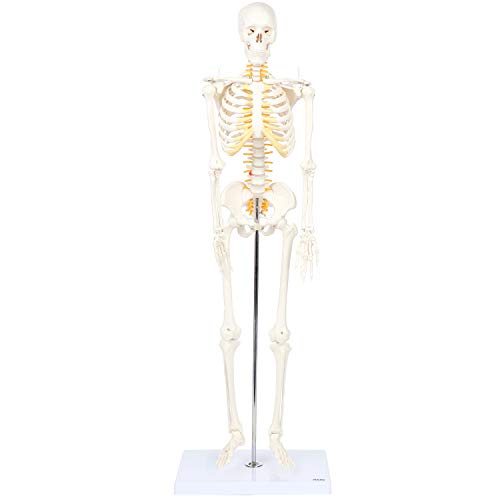 Axis Scientific Mini Human Flexible Skeleton Model with Stand, 34" Tall Skeleton Includes Flexible Spine and Removable Arms and Legs, a Stand and Base for Display and Demonstration,