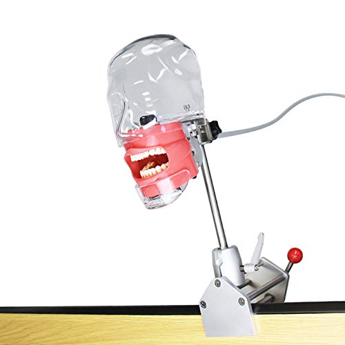 Dental Simulator Manikin Phantom Head Teeth Model Training Bench Mount Fix on Desk