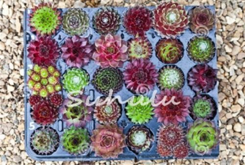 200 pcs Hens And Chicks Succulent Mix Seeds (Sempervivum Hybridum) Bonsai Plant