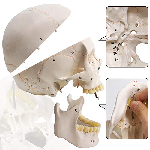 Evotech Classic Numbered Human Skull Model, Life Size (9" Height), Medical Quality-3 Part-W/Sutures Painted, 54pcs Labeled Numbered; for Medical Student; Shows Most Major Foramen, Fossa, and Canals