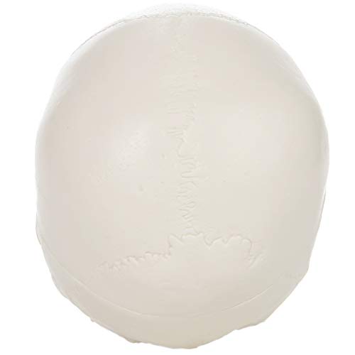 Axis Scientific Miniature Human Skull Model, 3.5" Tall 3-Part Anatomical Mini Human Skull Model with Removable Skull Cap and Moving Jaw, Realistic Skull Anatomy Model, Includes Detailed Product Manual