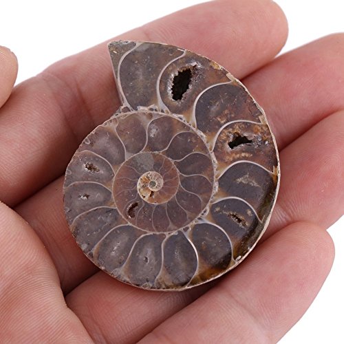 2pcs Shell Fossil Specimen Ammonite Madagascar Extinct Natural Stones and Minerals for Basic Biological Science Education (4cm)