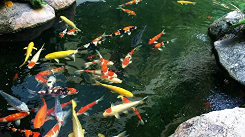 AlpineReach Koi Pond Netting Kit 15 x 20 ft Black Heavy Duty Woven Fine Mesh Net Cover for Leaves - Protects Koi Fish from Blue Heron Birds, Cats & Predators β Reusable & Stakes Included