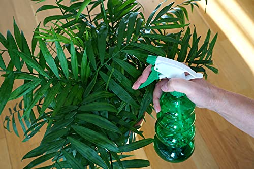 American Plant Exchange Live Chamaedorea Elegans Plant, Parlor Palm Tree, Neanthe Bella Palm Tree, Plant Pot for Home and Garden Decor, 6" Pot