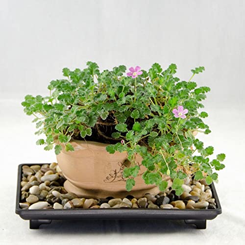 2 Pcs Rectangular Black Plastic Humidity/Drip Tray for Bonsai Tree 9"x 6"x 1"