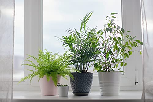 American Plant Exchange Live Chamaedorea Elegans Plant, Parlor Palm Tree, Neanthe Bella Palm Tree, Plant Pot for Home and Garden Decor, 6" Pot