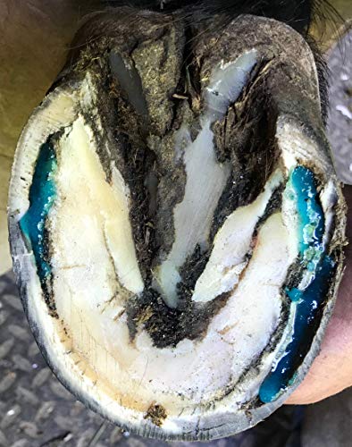B Gone Easy to Apply Horse White Line Disease Hoof Wall 12 Dose 60 cc Gel Tube Treatment