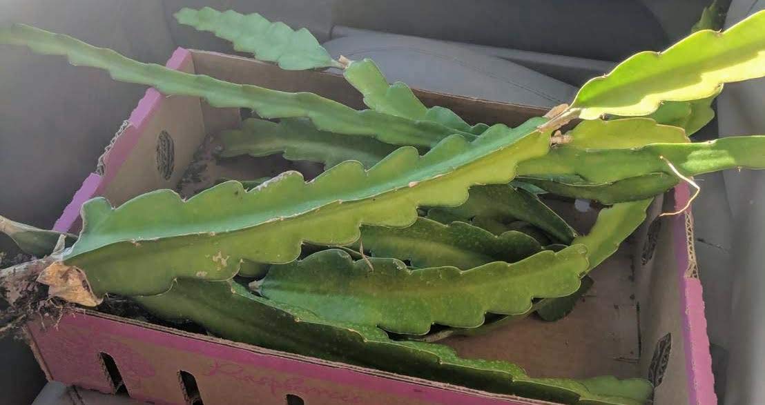 2 Healthy RED Dragon Fruit Plant Vine Cuttings Pitahaya 10 Inch Cutting