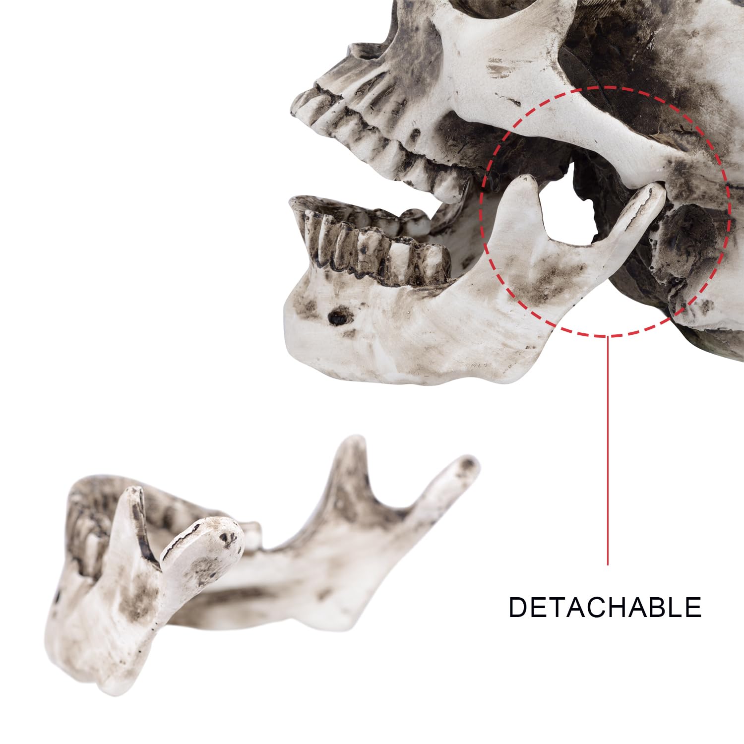Aries Outlets Retro Human Skull Replica Resin Anatomical Model Medical Lifesize Realistic 1:1