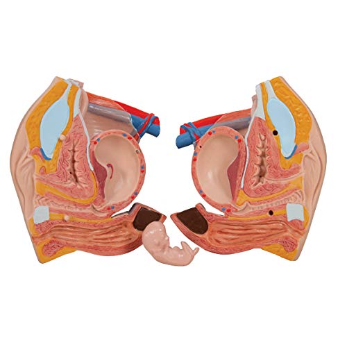 3B Scientific B32 Deluxe Dual-Sex Torso 20-part - 3B Smart Anatomy
