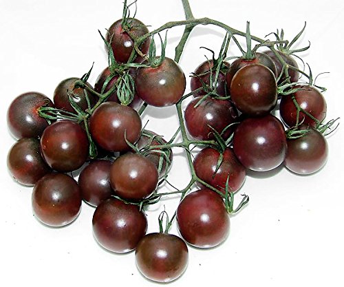 30+ Black Cherry Tomato Seeds, Heirloom Non-GMO, Low Acid, Indeterminate, Open-Pollinated, Sweet, Productive, from USA