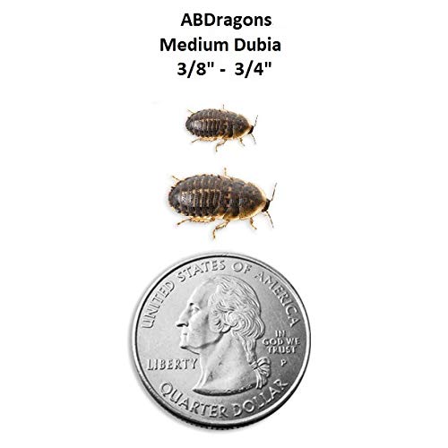 300 Medium Dubia Roaches in CUP