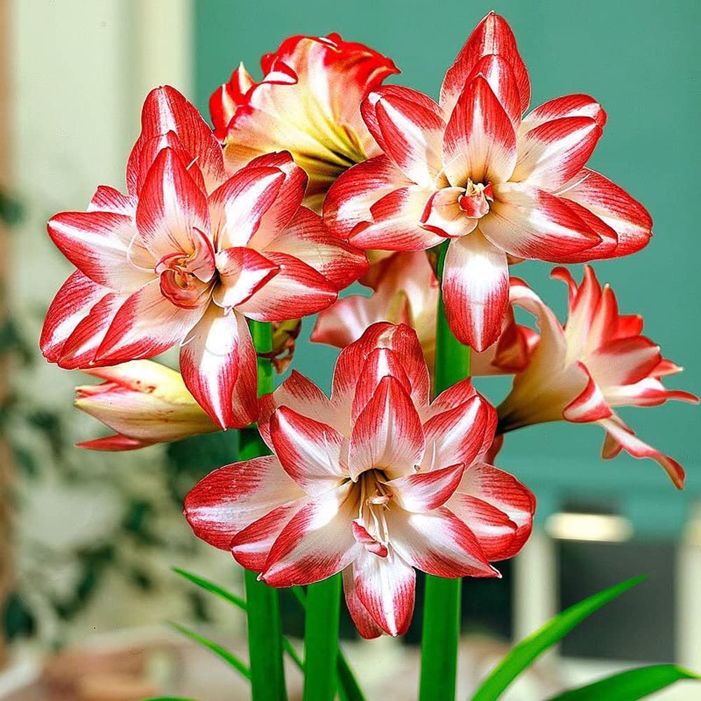 1pcs Amaryllis Bulbs Flowers Flowering Bulbs Exotic Beautiful Spectacular Flowers Bulb for Home Garden Planting.