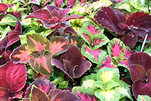 400+ Coleus Seeds- Rainbow Mix- 90% Germ.