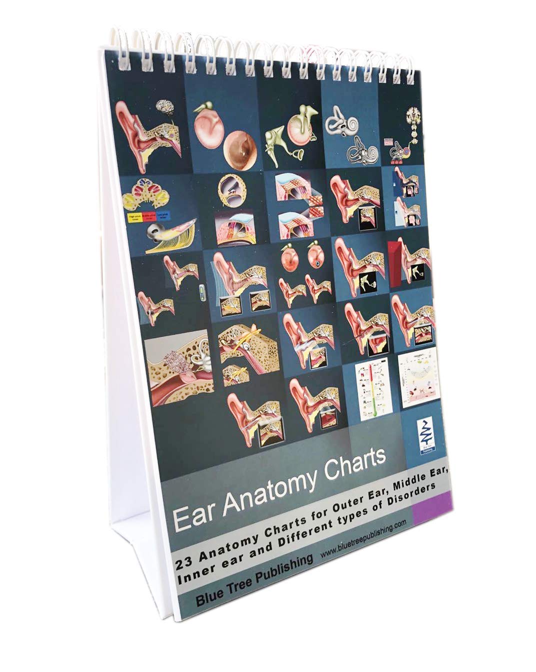 Blue Tree Publishing Ear Anatomy Desktop Charts For AUD, Audiologist, Hearing Centers and Classroom material for Education