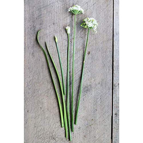 Gaea's Blessing Seeds - Garlic Chives Seeds (1.5g) Non-GMO High Yield Open-Pollinated Heirloom Chinese Leek 90% Germination Rate