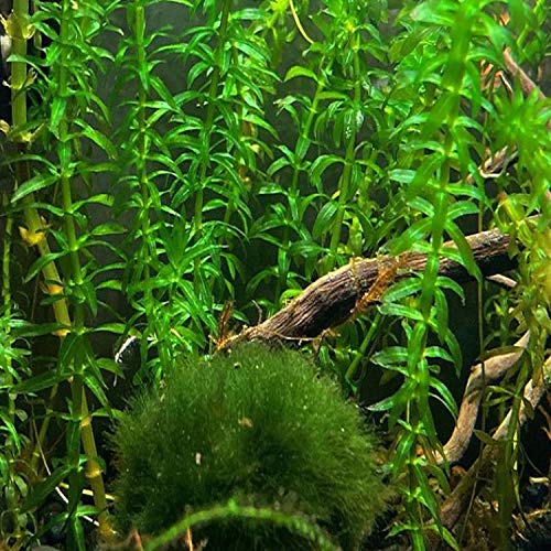 Anacharis Potted Elodea Densa Tropical Freshwater Stems Live Aquarium Plants Aquatic Pond Water Decorations 3 Days Live Guaranteed by Mainam