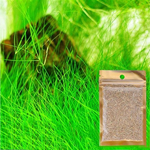 Aquarium Grass Plant Seeds, West Coast Easy Aquatic Live Plant, for Garden Lawn Fish Tank Aquarium Decor