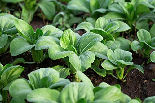 1000 Bok Choy Seeds - Shanghai Green Stem - Heirloom Non-GMO Vegetable Seeds for Planting - AKA Pak Choi, Pok Choi, Chinese Cabbage