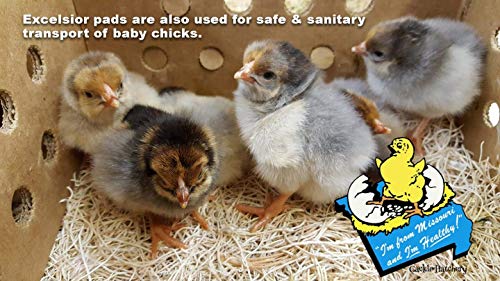Cackle Hatchery Laying Hen Nest Box Pads - 13" x 13" (6 Pack)