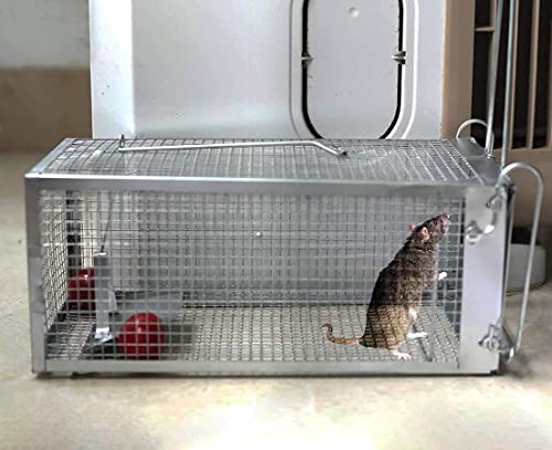 2 Pack Humane Rat Traps, Live Small Mouse Traps Catch and Release for Indoor Outdoor, Small Animals Traps, Easy to use, Pet Safe Medium Size ( 10.6"x 5.5"x 4.5" )