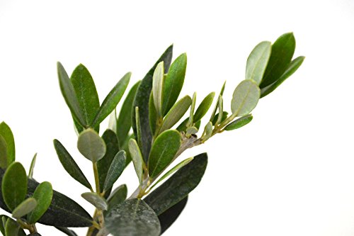 9GreenBox - Olive Tree - Tree of Peace - Olea europaea - 2 Pack