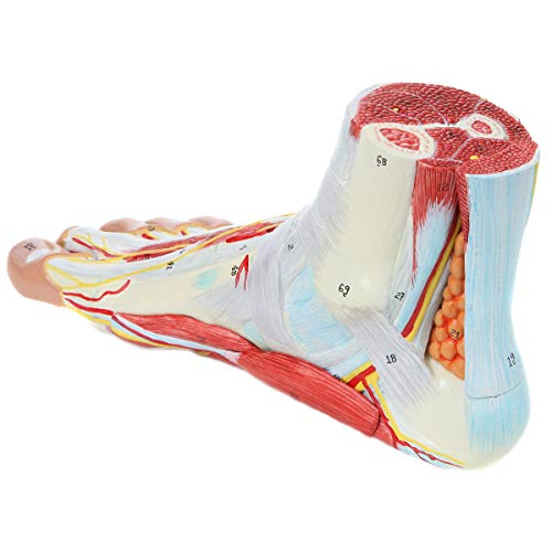 Axis Scientific Anatomy Model of Foot with Muscles, Ligaments, Nerves and Arteries, 9 Removable and Numbered Parts Show Internal Foot Detail and Structure, Study Guide
