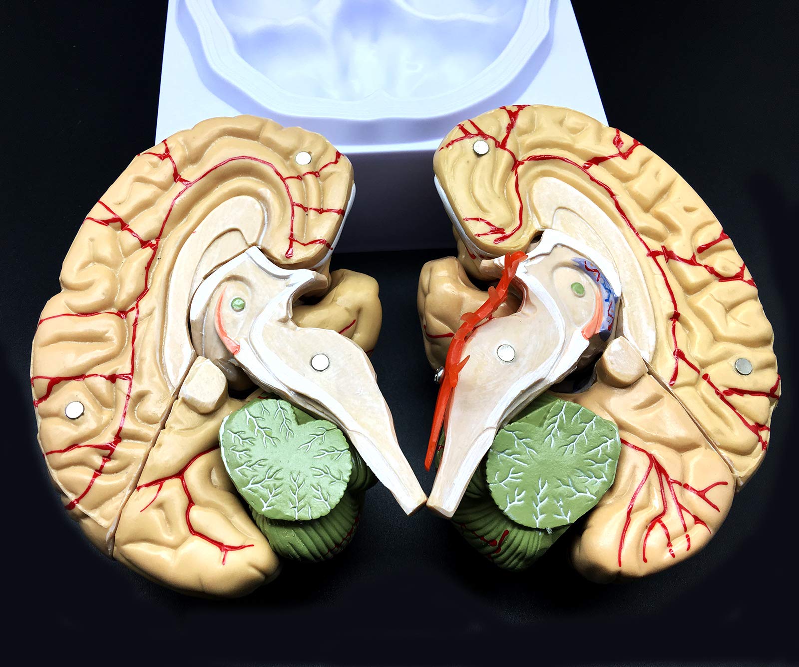 Human Brain Model, Anatomically Accurate Brain Model Life Size Human Brain Anatomy for Science Classroom Study Display Teaching Medical Model