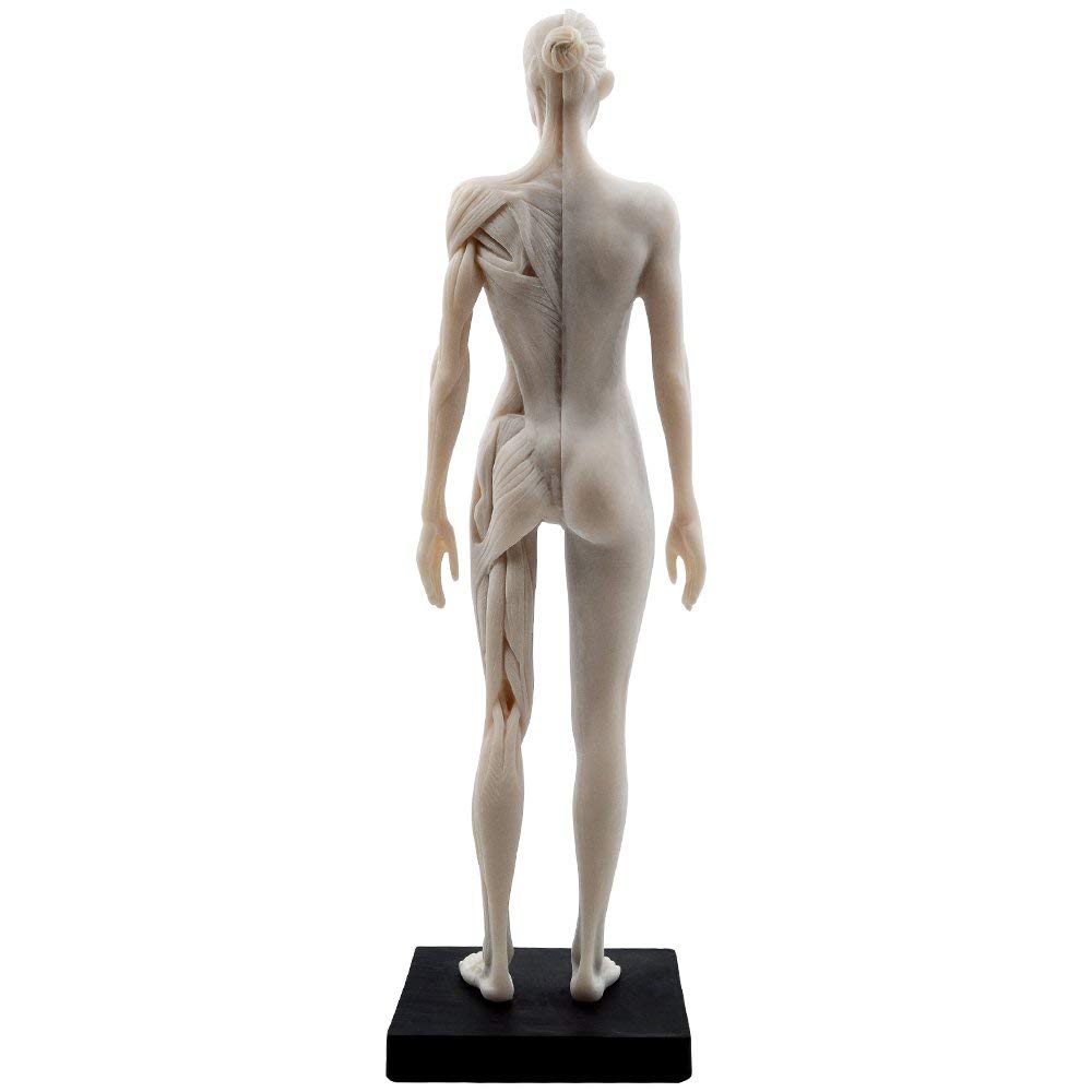 Alkita Female Resin Human Body Musculoskeletal Anatomical Model 11 inch