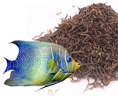 2oz Bloodworms, Freeze Dried Fresh Grade A Floating Bloodworms for All Tropical Fish, Bettas, Discus, Cichlids, Community 0.125 Pound (Pack of 1)
