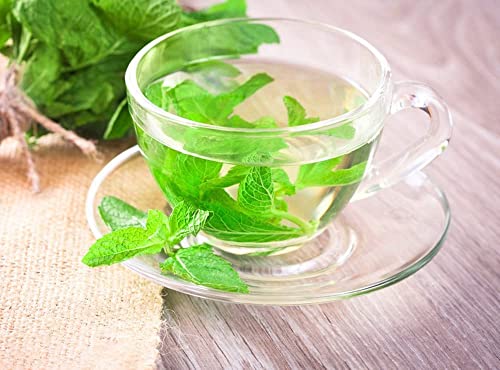 300+ Mint Seeds for Planting Heirloom Non-GMO Herb Variety for Culinary and Tea Drink