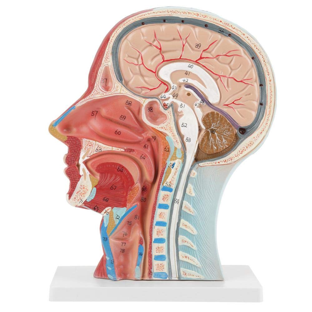 Anatomical Head Model, Anatomical Human Anatomical Half Head and Face Anatomy Medical Brain Neck Median Section Study Model