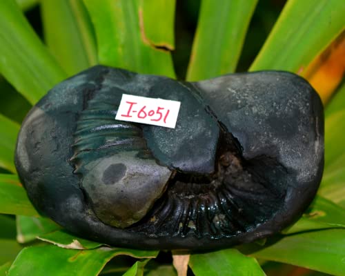 2.25"X4"Shri Laxmi Narayan Shaligram, Rare & Special One Piece, Religious Gifts, Saligram Stone - Gandaki River -I-6051