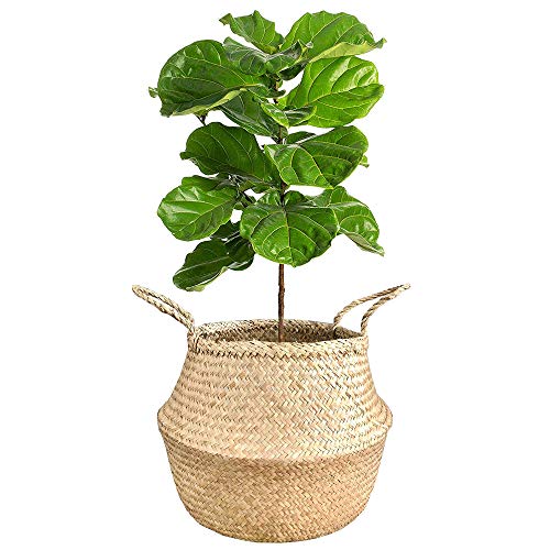 BeeGreeny Seagrass Belly Basket | Handwoven Foldable Storage Basket with Handles for Laundry, Picnic, Pot Cover, Decor | Natural, Eco-Friendly Household Items