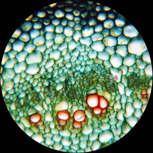 AmScope PS100A Prepared Microscope Slide Set for Basic Biological Science Education, 100 Slides, Set A, Includes Fitted Wooden Case