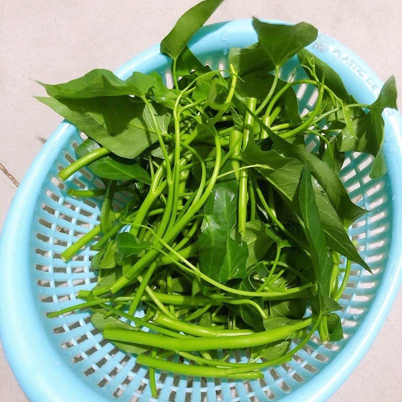 2000+ Seeds Kangkong Seeds - Rau Muong, Ong Choy, Brown - Chinese Spinach - Cong Xin CAI Seeds, kangkung Seeds for Planting