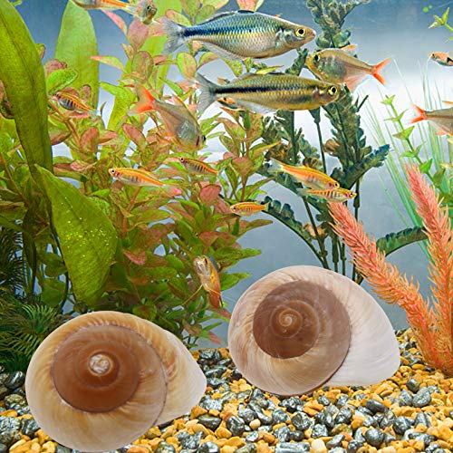 4 Pack Large Hermit Crab Shells, Muffin Snail Shells | Turbo Shells | Giant Land Snail Shells | Hermit Crab House for Fish Tank Aquarium Decoration Beach Home Decor Wedding Centerpieces, 2.75"-3"